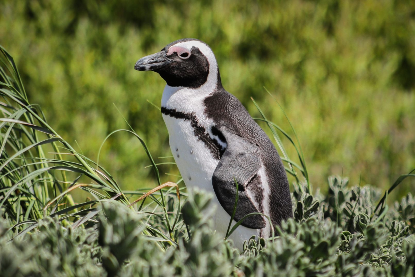African Penguin – RSJ