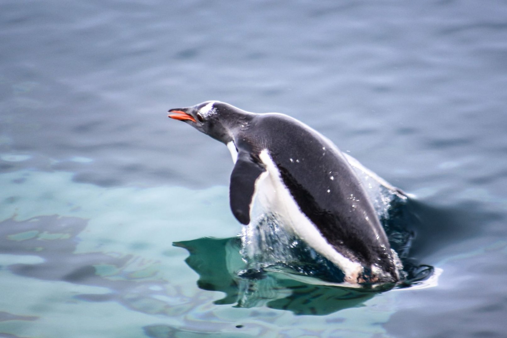 Penguin Breaking the Surface – RSJ