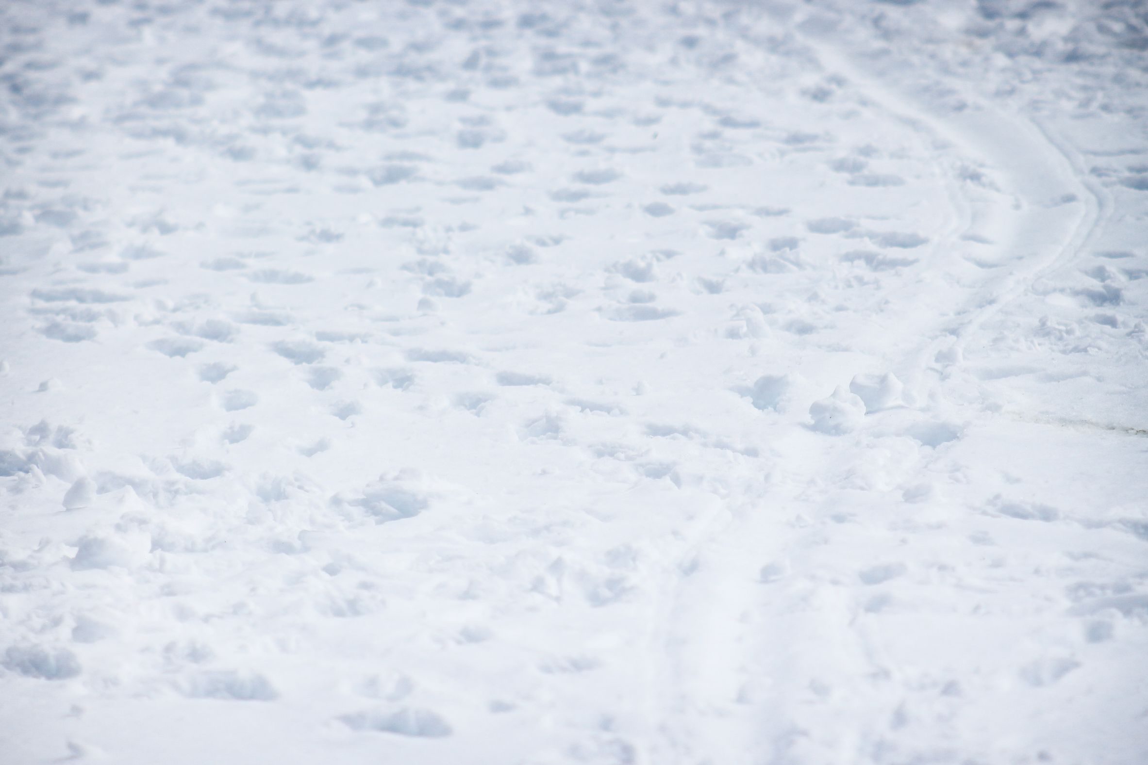 Penguin Tracks – RSJ